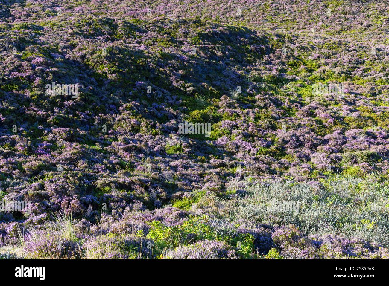 Heather sand hi-res stock photography and images - Alamy