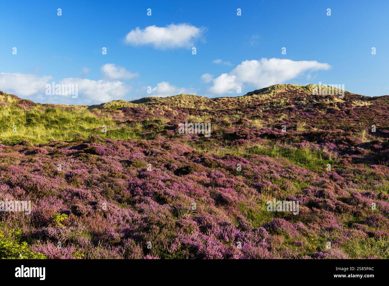 Heather sand hi-res stock photography and images - Alamy