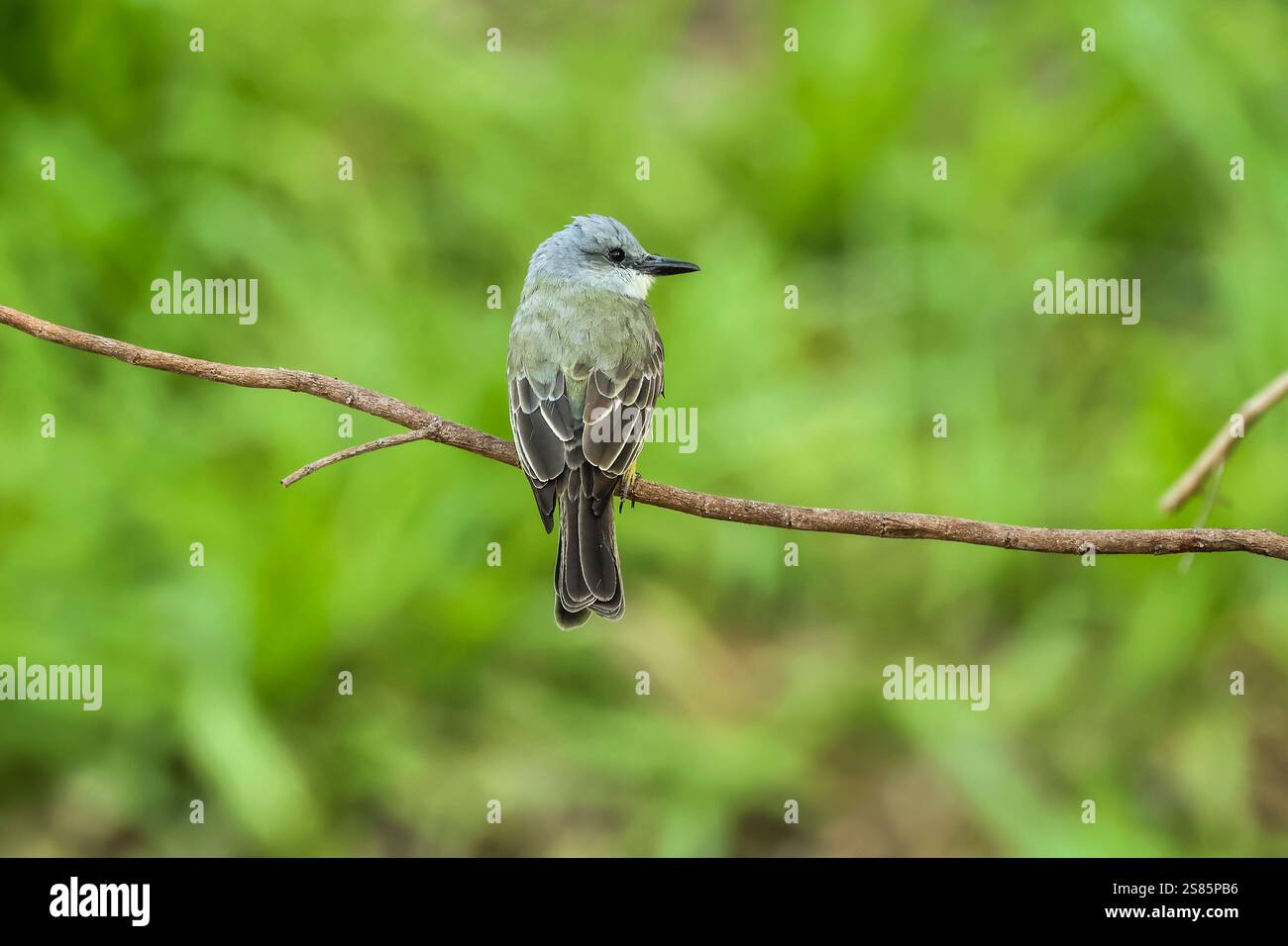 Tropical Kingbird (Tyrannus melancholicus) large tyrant flycatcher ...