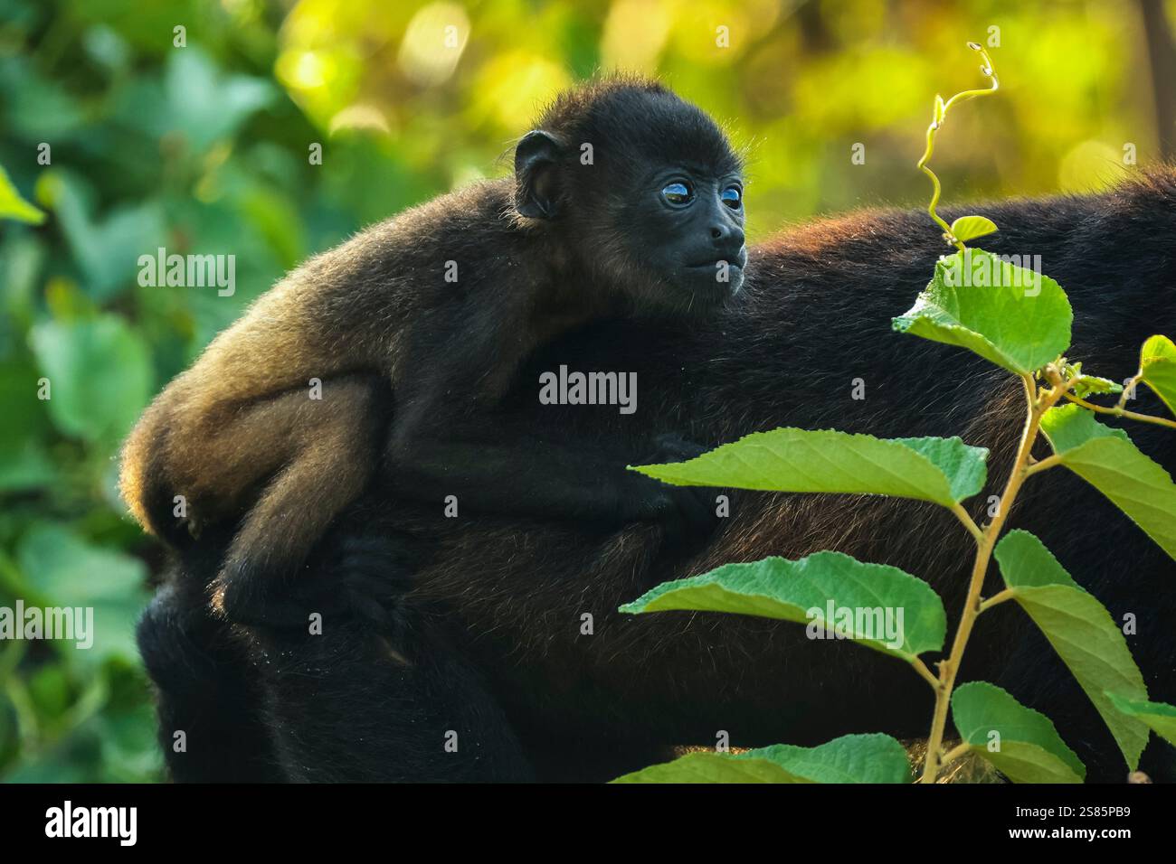 Infant riding on the back of a female mantled howler monkey (Alouatta ...