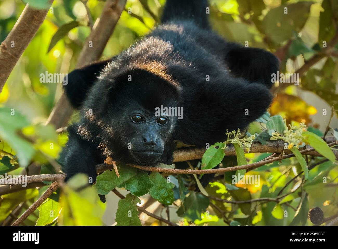 Juvenile mantled howler monkey (Alouatta palliata) in Pacific coast ...