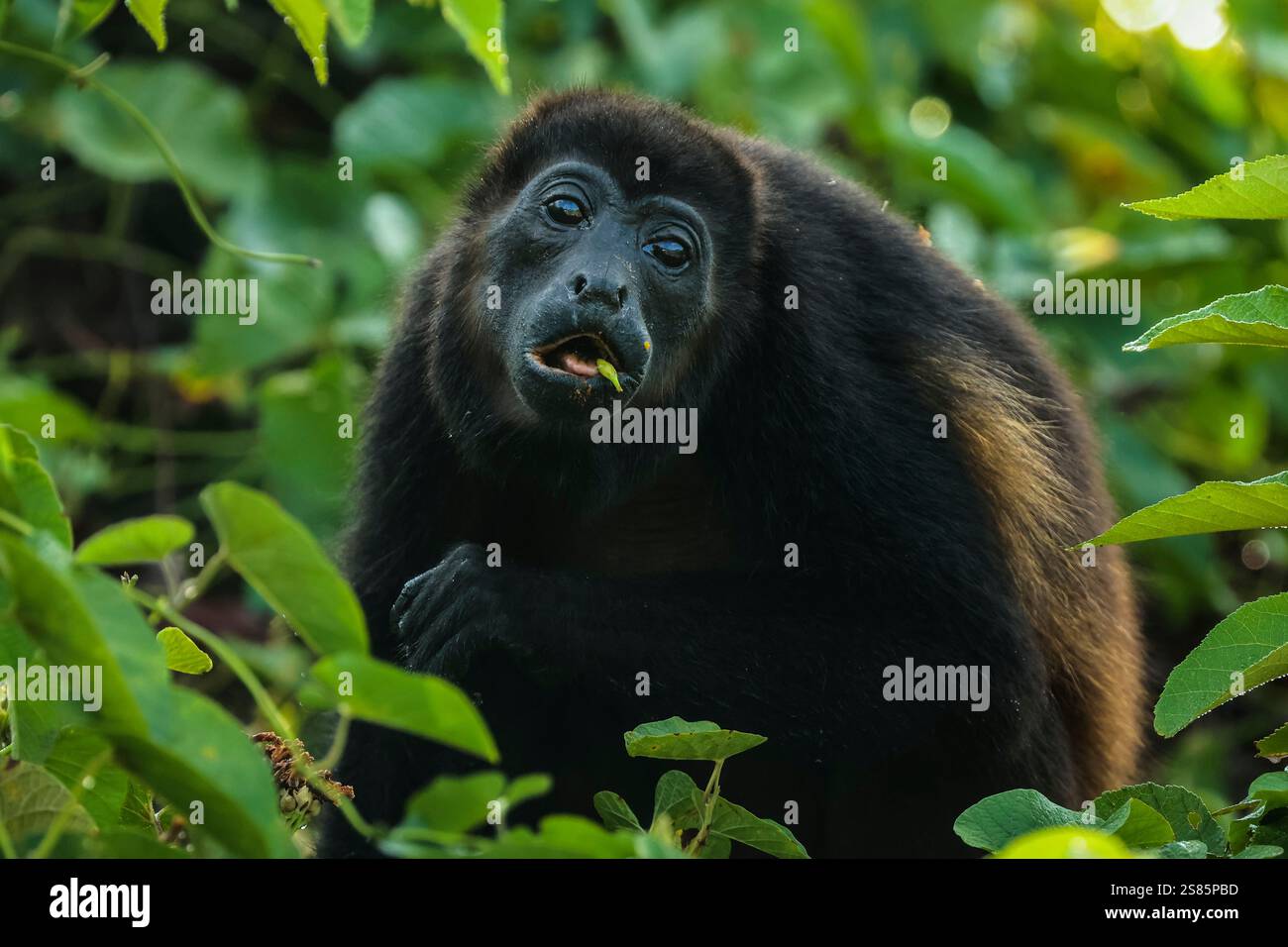 Female mantled howler monkey (Alouatta palliata) known for its loud ...