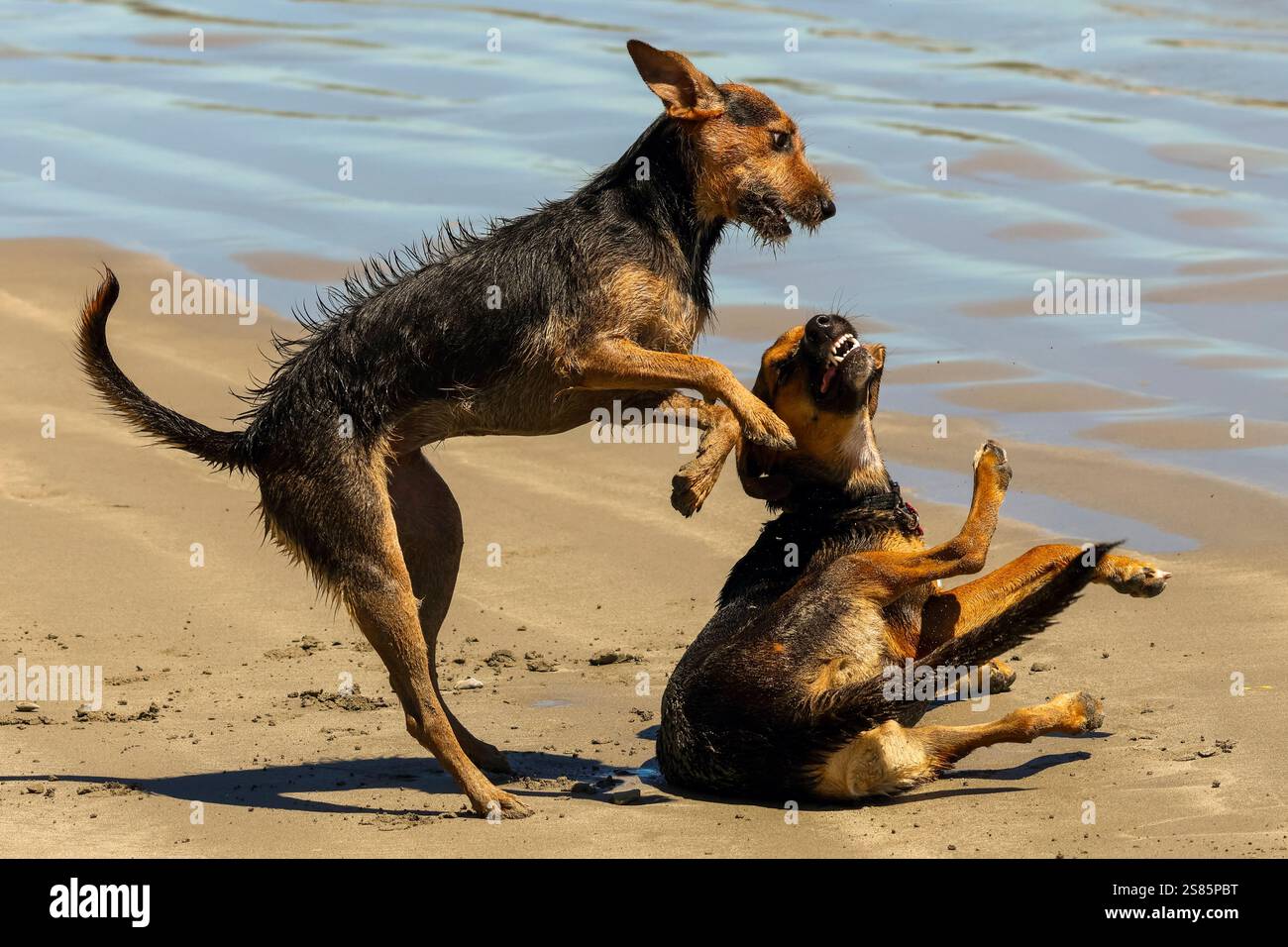 Two dogs play fighting, Playa Guiones beach, popular for surfing, dog ...