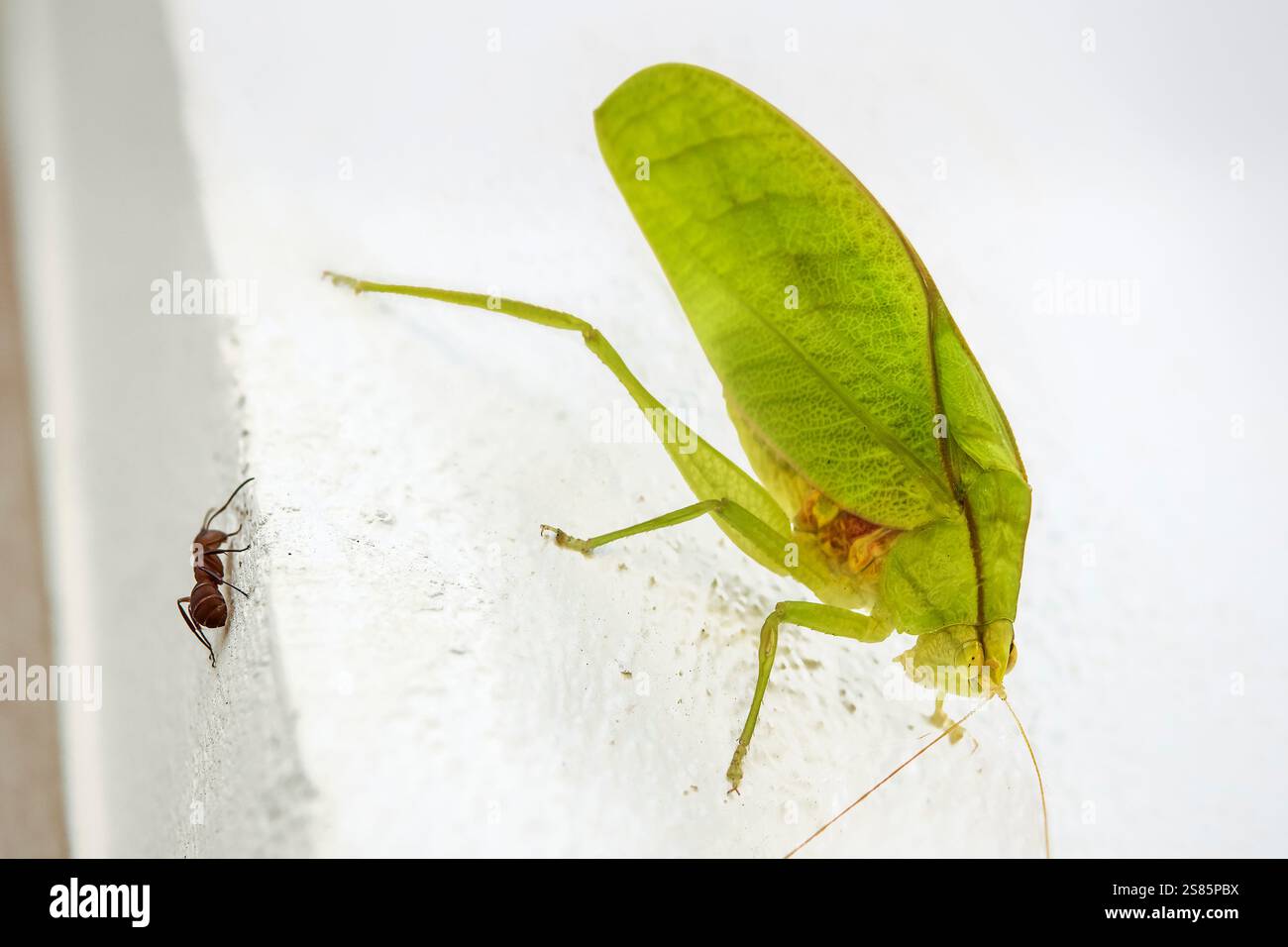 Round-headed katydid (bush cricket) (Amblycorypha), earhole in forelegs ...