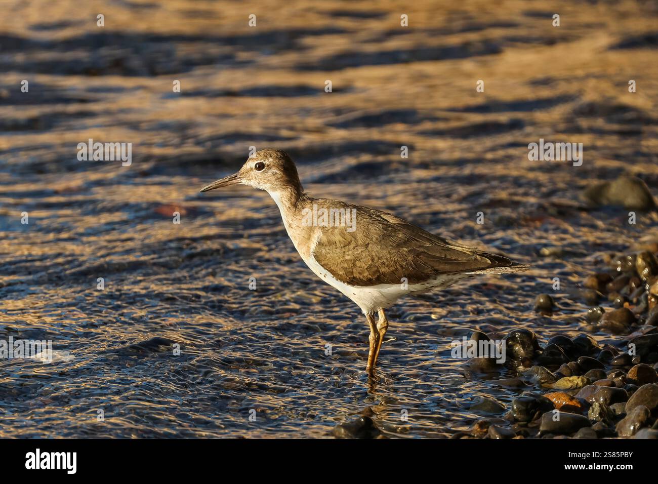 Nosara costa rica food hi-res stock photography and images - Alamy