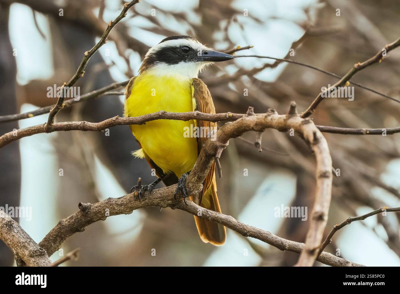 Great kiskadee (Pitangus sulphuratus) a large colorful tyrant ...