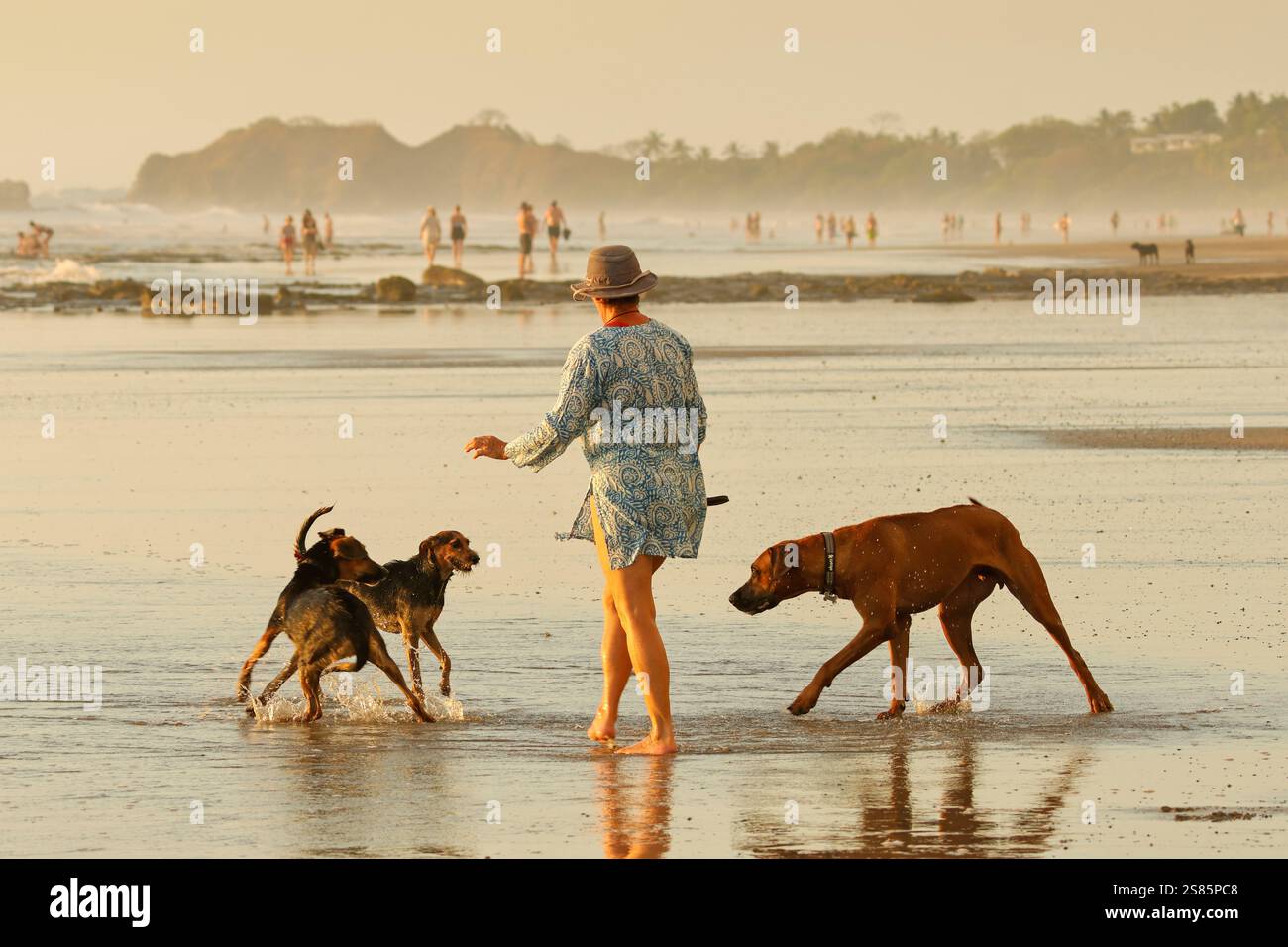 Woman walking small dogs scared of a large playful Ridgeback on popular ...