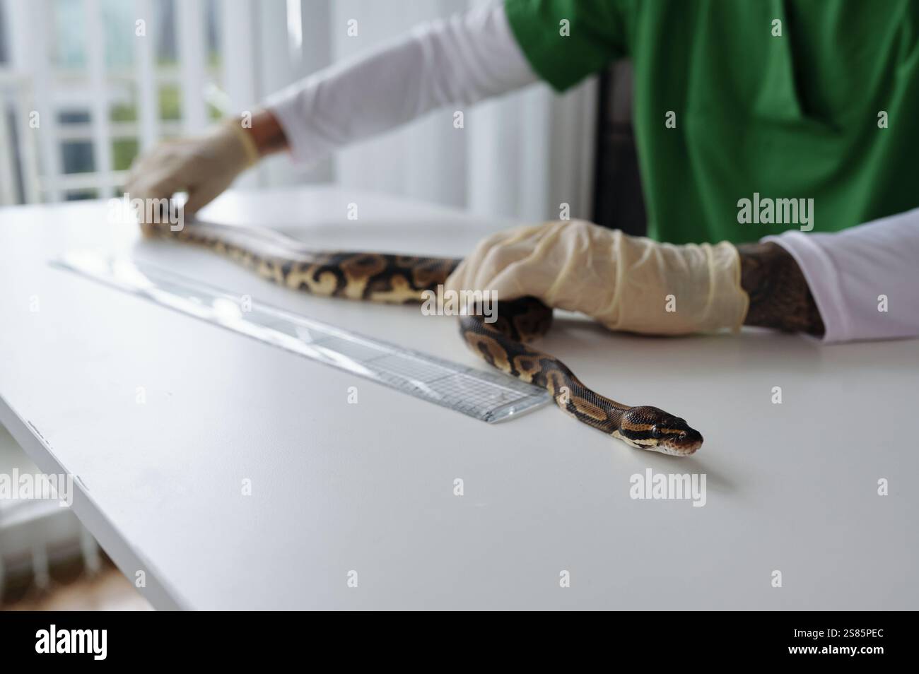 Meticulous handling hi-res stock photography and images - Alamy