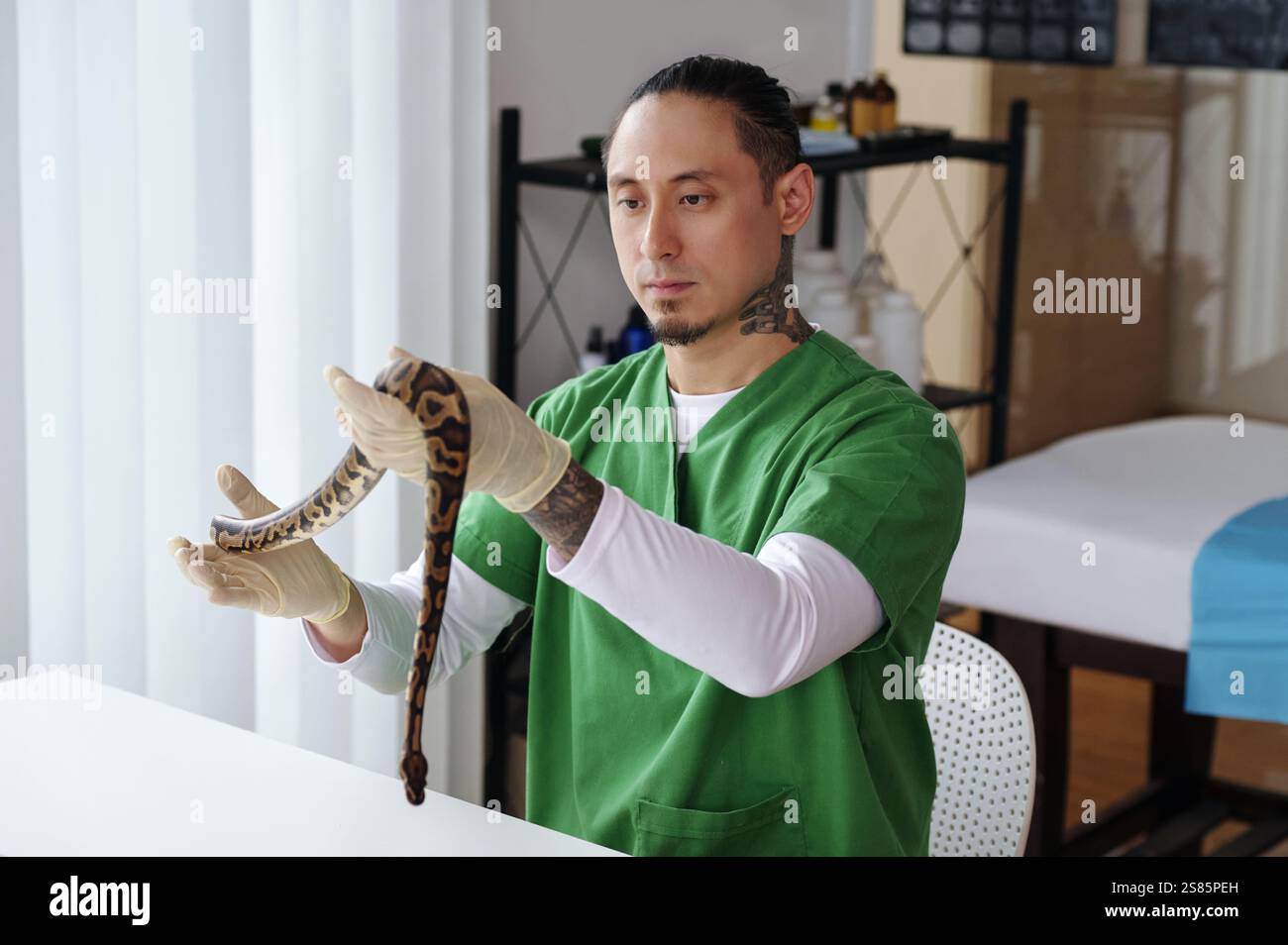 Wildlife Expert Handling Exotic Snake in Laboratory Setting Stock Photo ...