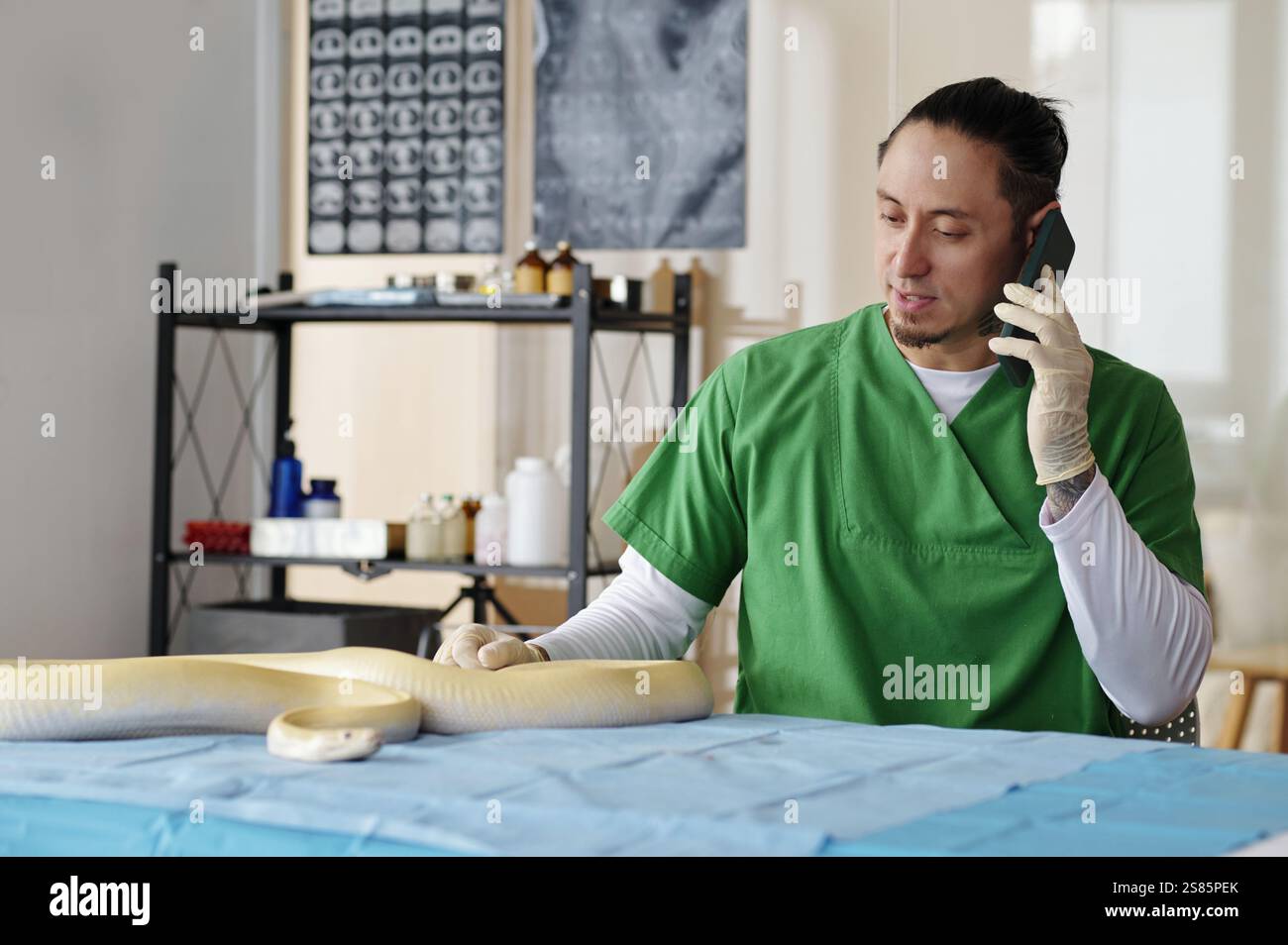Veterinarian Handling Exotic White Python While Consulting Client Stock ...