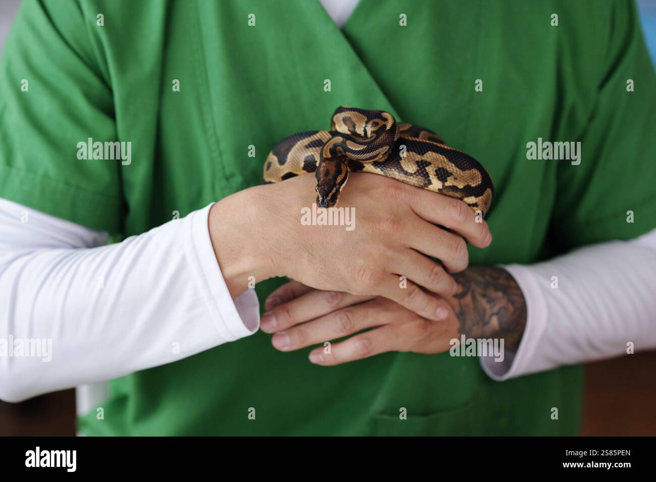 Holding Snake with Hands Wearing Medical Scrubs Stock Photo - Alamy