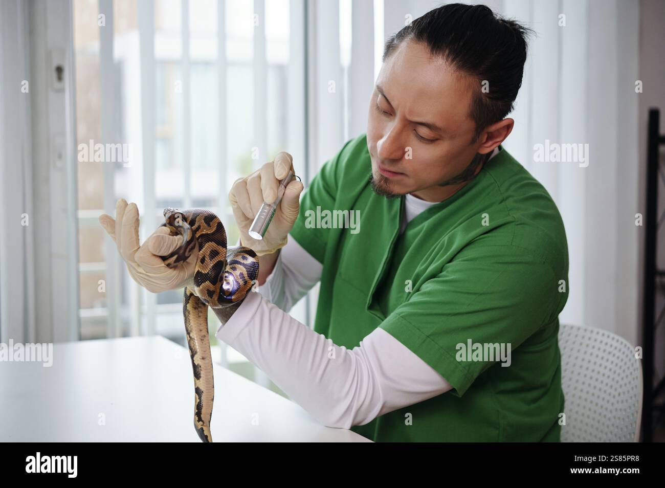 Caring for Snake with Veterinary Equipment in Clinic Setting Stock ...