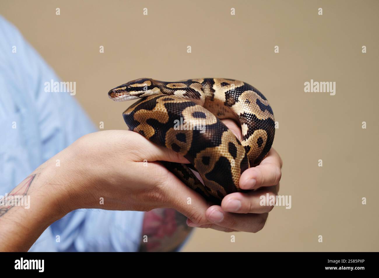 Reptile hobbyist hi-res stock photography and images - Alamy