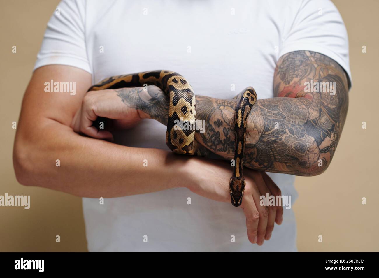 Person Holding Snake with Tattooed Arms in Close-Up Shot Stock Photo ...