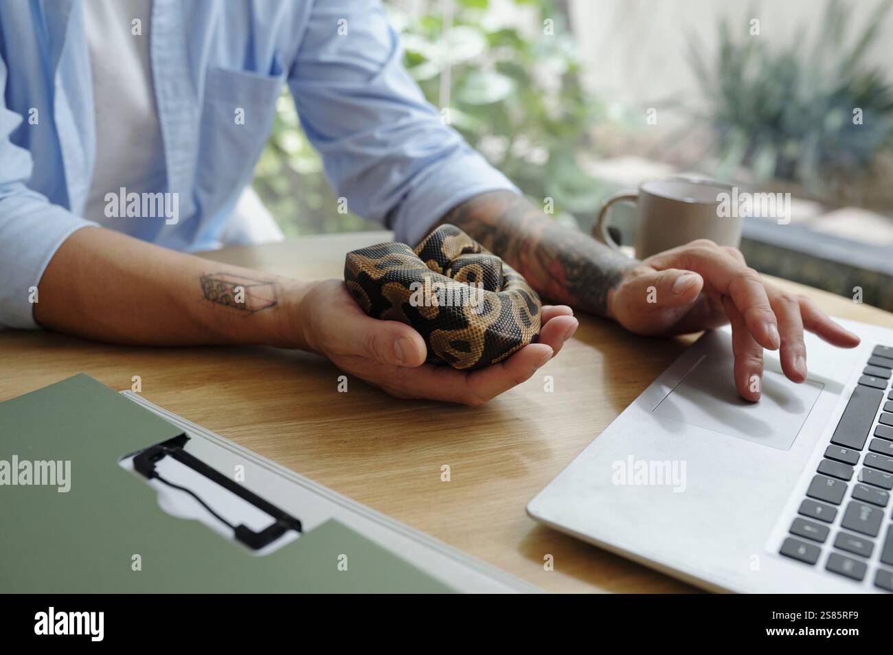 Working While Holding Snake in Modern Office Setting Stock Photo - Alamy