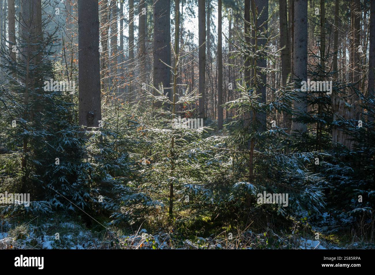 Ebersberger Forst im Winter *** Ebersberg Forest in winter Stock Photo ...
