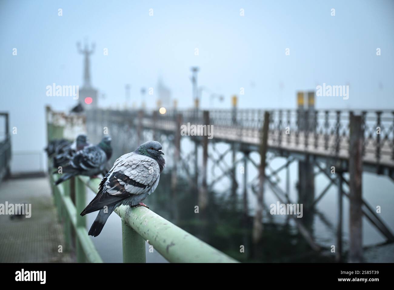 Konstanz Am Bodensee, Germany. 21st Jan, 2025. Pigeons sit on the ...