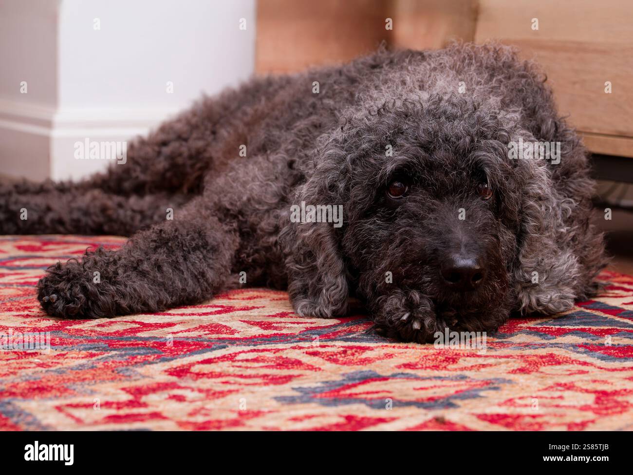 A beautiful black coloured, long-haired Labradoodle dog, lying down on ...