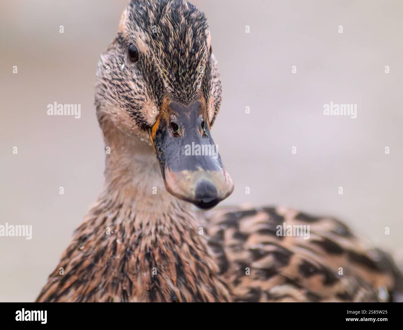 Female duck headshot hi-res stock photography and images - Alamy