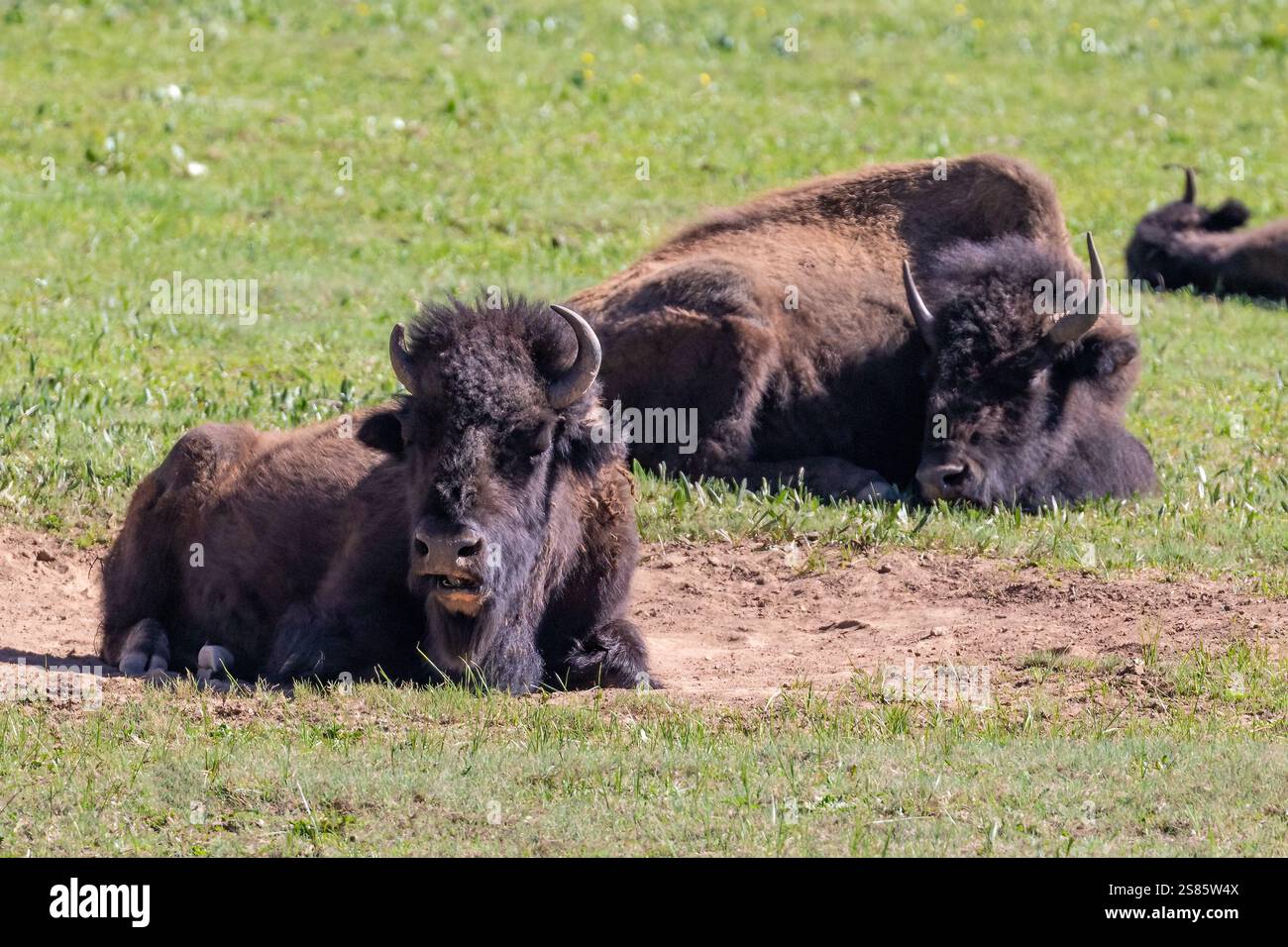 Closeup, American Bison (Bison bison) laying in dusty wallow, on the ...