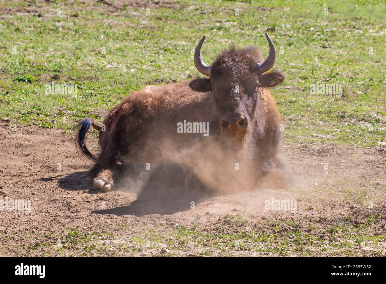 Closeup, American Bison (Bison bison) laying in dusty wallow, on the ...