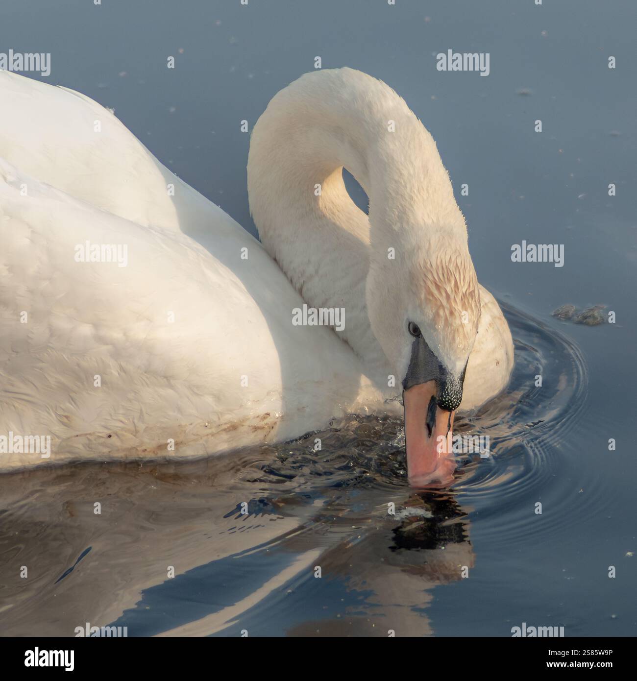 White mute swan touching the water with its beak. Swan close-up in ...