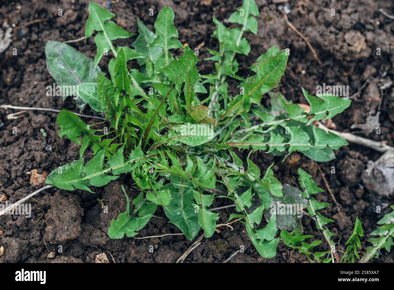 Persistent herb hi-res stock photography and images - Alamy