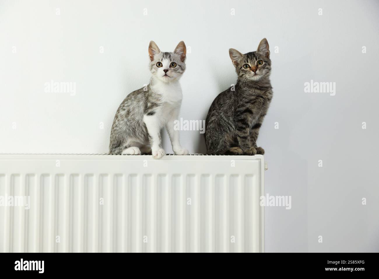 Cute little kittens on radiator near white wall Stock Photo - Alamy