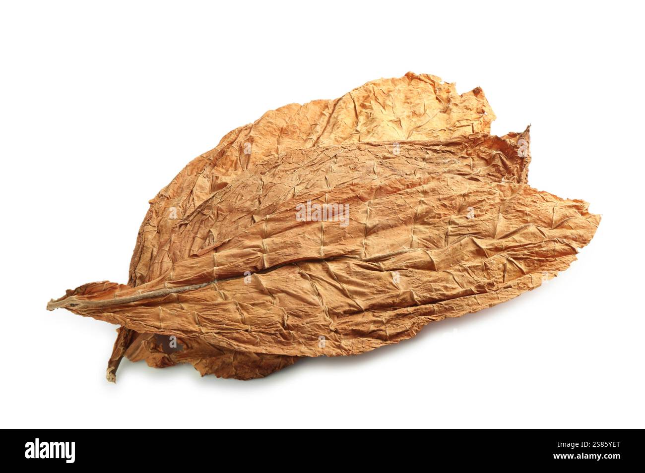 Three dried tobacco leaves isolated on white Stock Photo - Alamy
