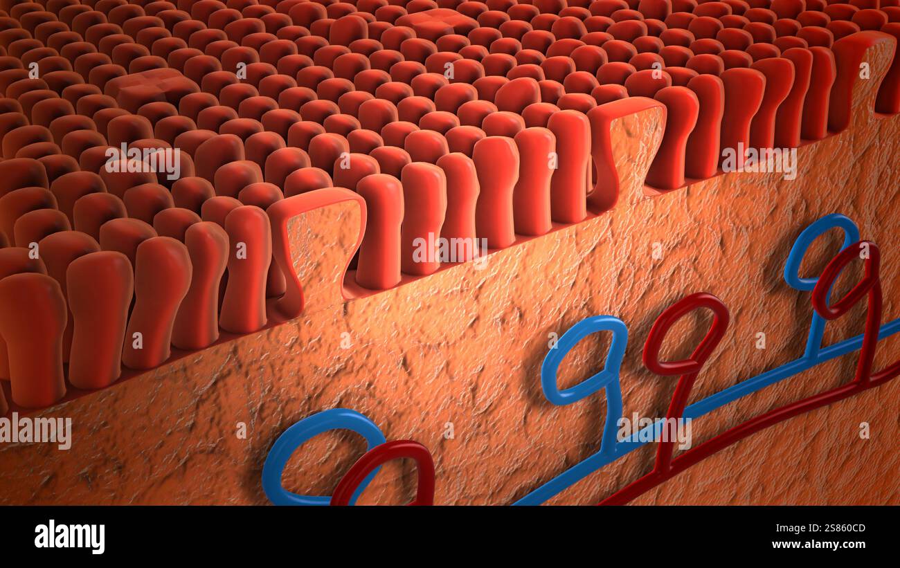 Taste bud receptor fields on the tongue Stock Photo - Alamy