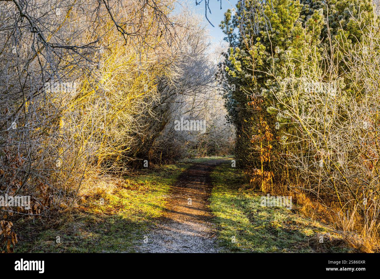 A serene winter scene with frosty plants beside a still lake ...