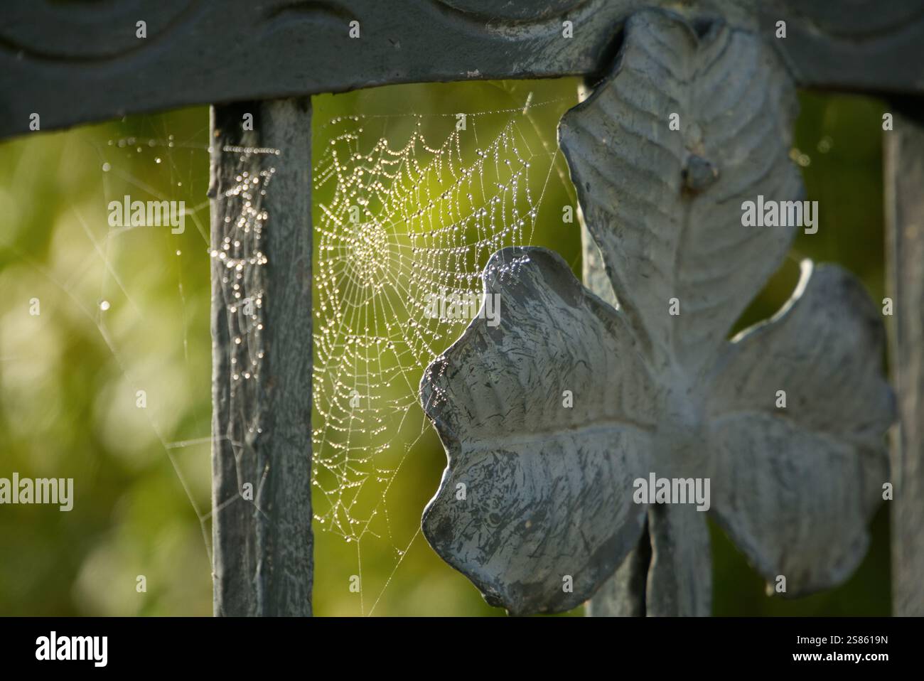 Spider's web with dewdrops against the light on a railing with leaf ...