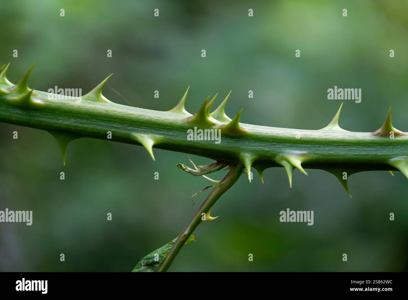 Prickly bramble plant hi-res stock photography and images - Alamy