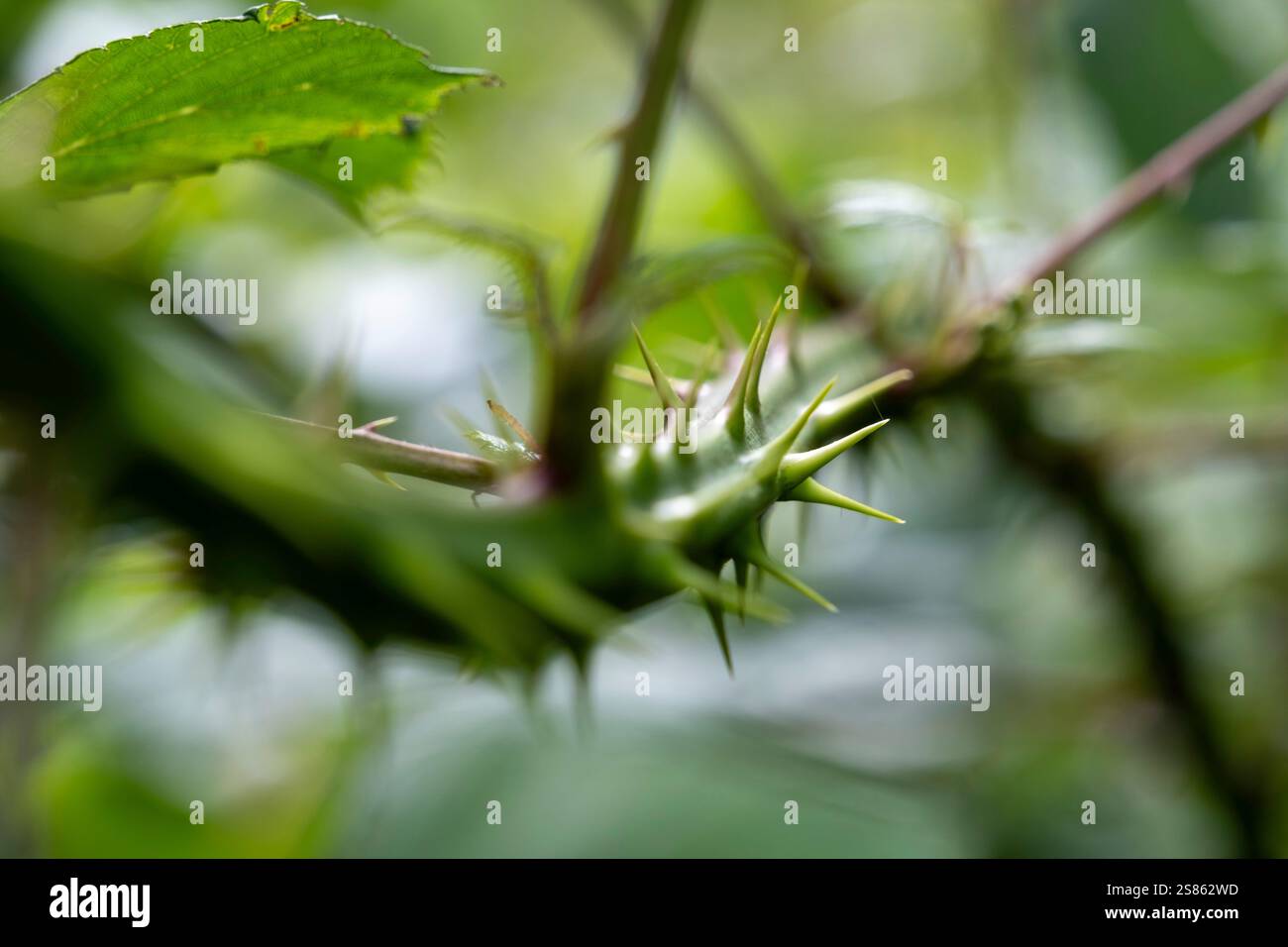 Prickly bramble plant hi-res stock photography and images - Alamy