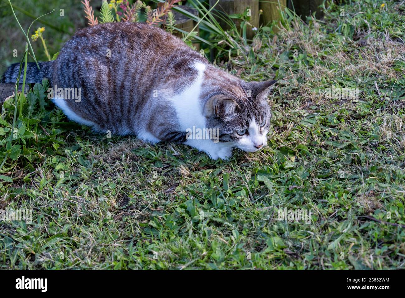 Cat hunting from a blind in a garden Stock Photo - Alamy