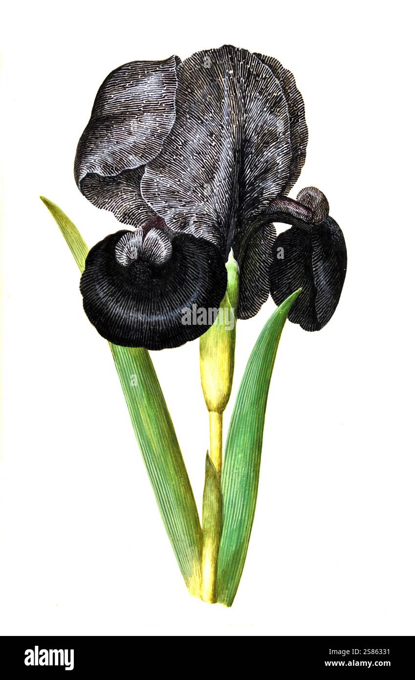 Iris susiana, allgemein bekannt als Traueriris, Historisch, digital ...