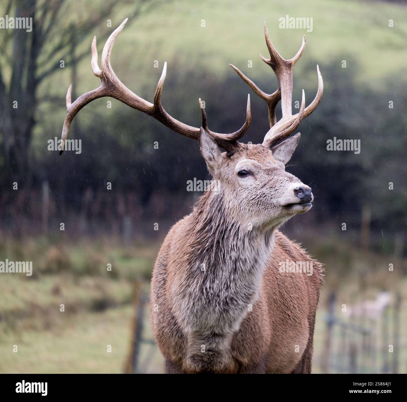 Mature Male Stag with Antlers Stock Photo - Alamy