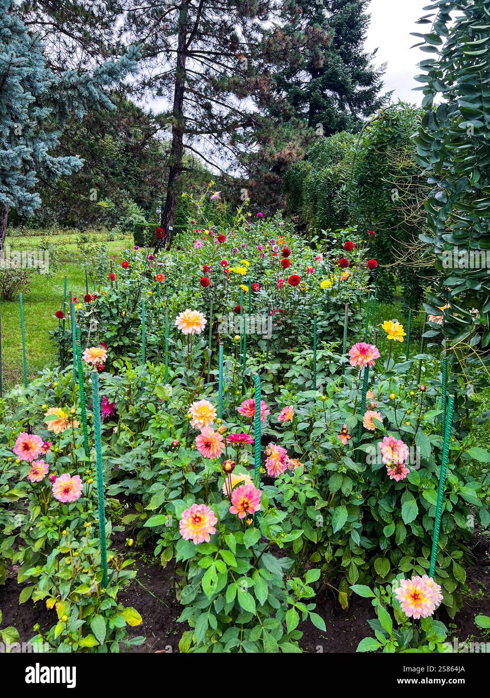 Visiting the beautiful flowers Botanic Garden in Romania Stock Photo ...