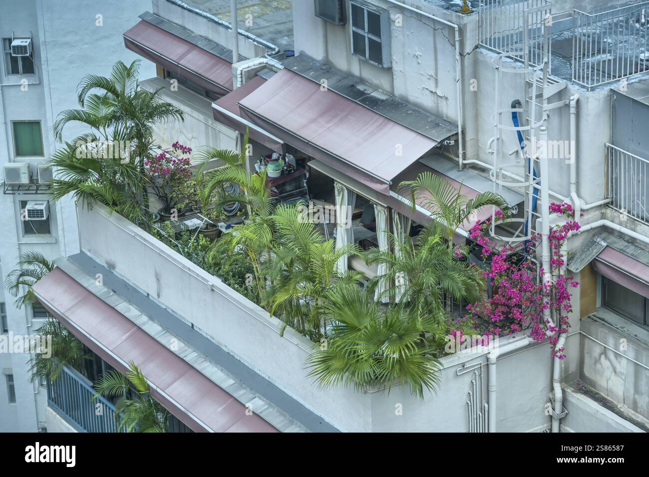 Private Terrasse, Balkon mit Palmen, Hongkong, Volksrepublik China ...