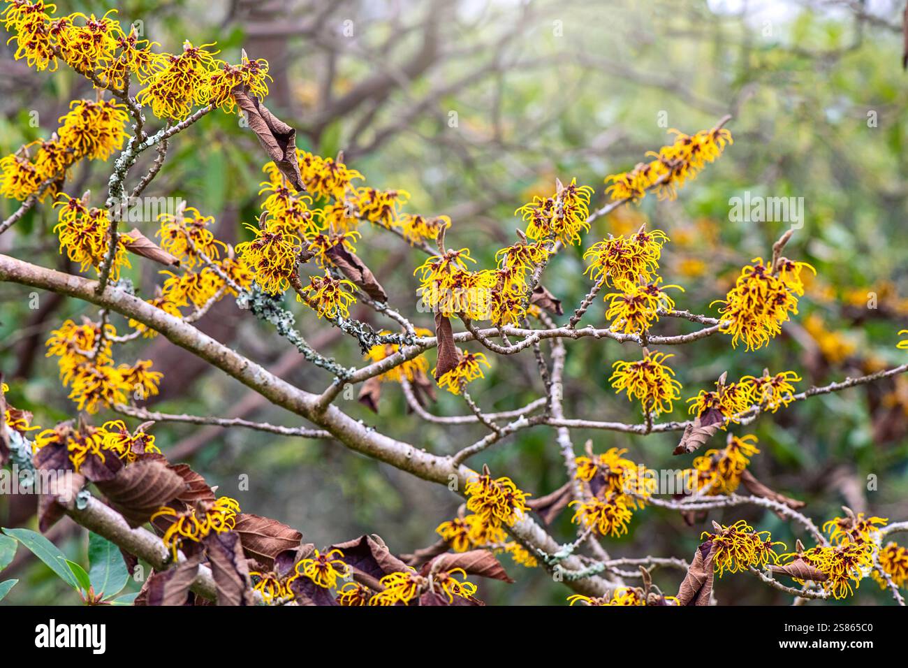 Beautiful spring flowering, yellow Hemerocallis flowers also known as ...