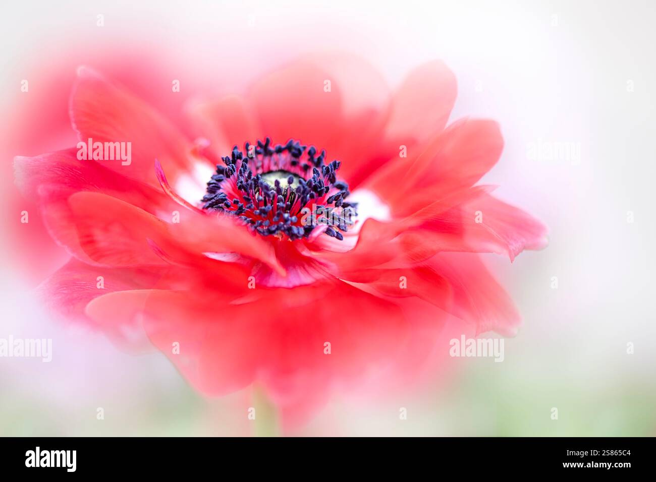 Close-up image of a vibrant, red Anemone De Caen Flower also known as ...