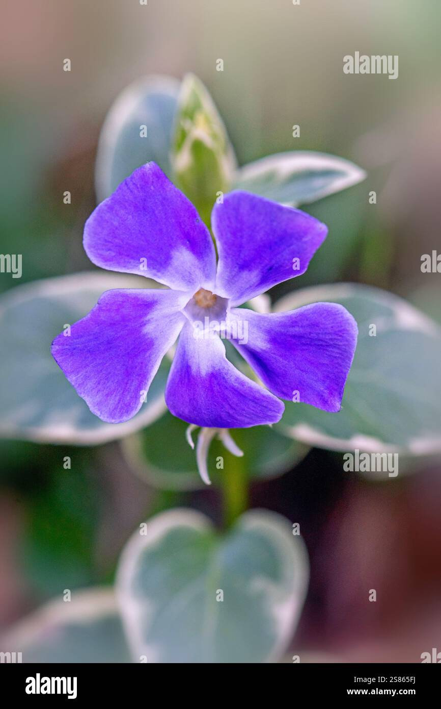 Close-up image of the beautiful purple flower of Vinca major 'Variegata ...