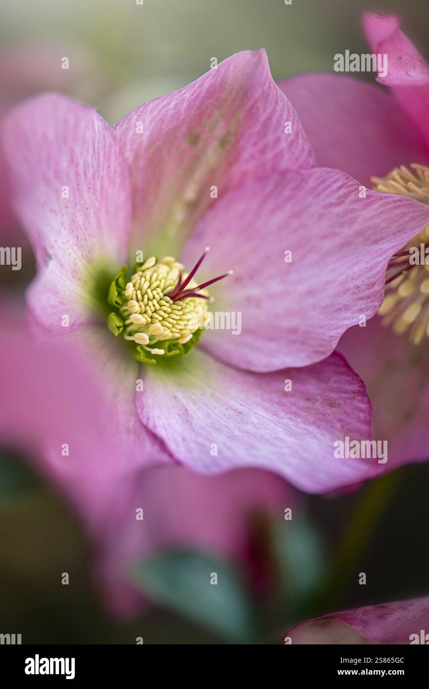 Beautiful pink Helleborus Walberton's Rosemary spring flowers also ...