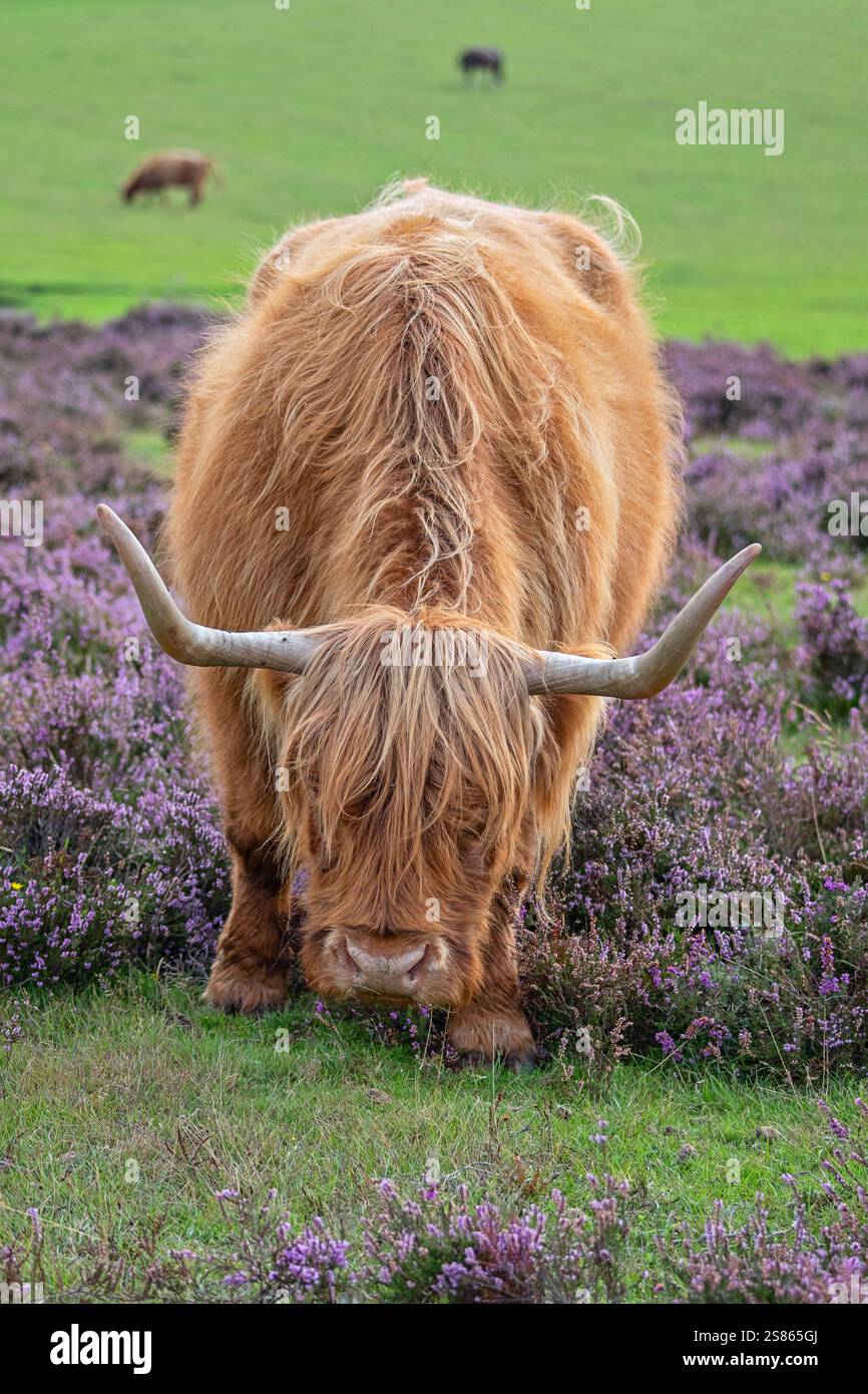 Beautiful highland cow grazing amongst the purple heather in the New ...