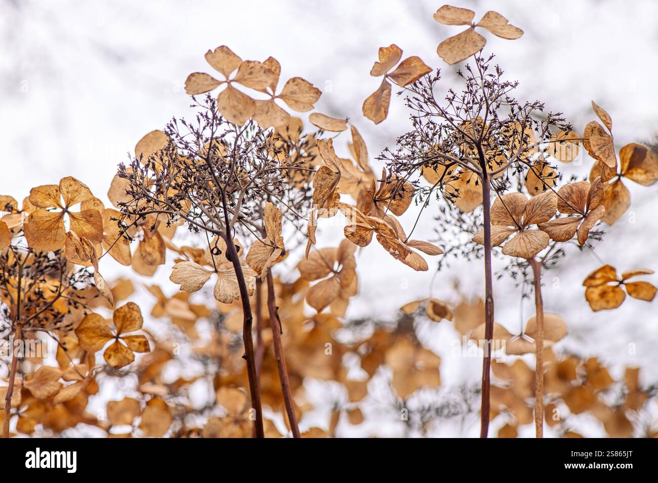 Hydrangea paniculata flowers in winter hi-res stock photography and ...
