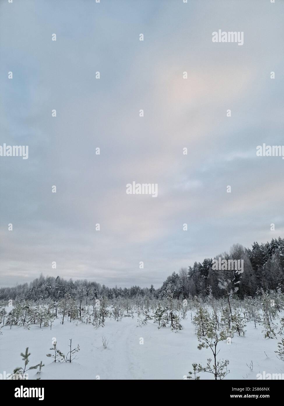 Frosty trees in the forest under cloudy sky, winter landscape in cold ...