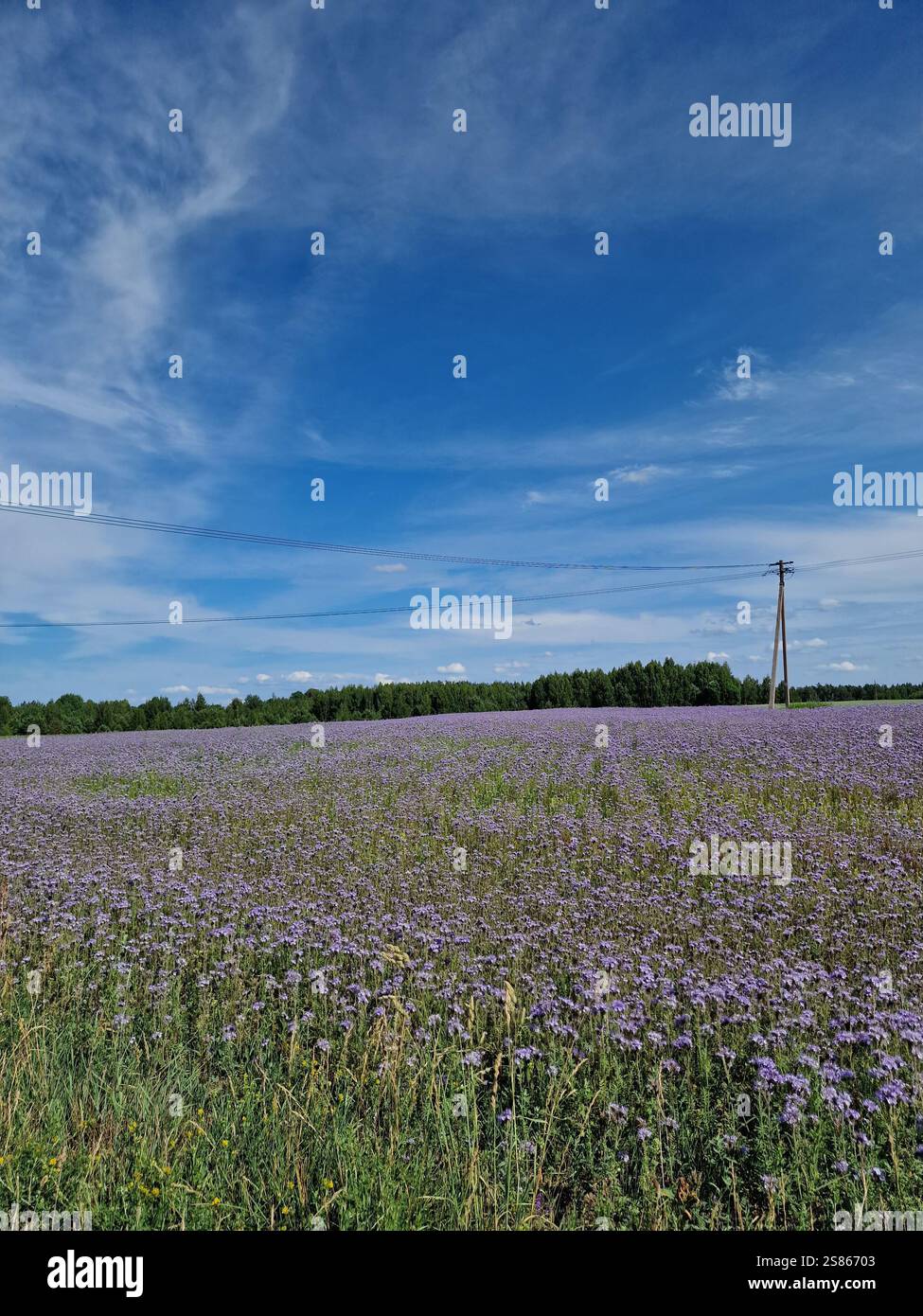 Bright blue sky adorned hi-res stock photography and images - Alamy