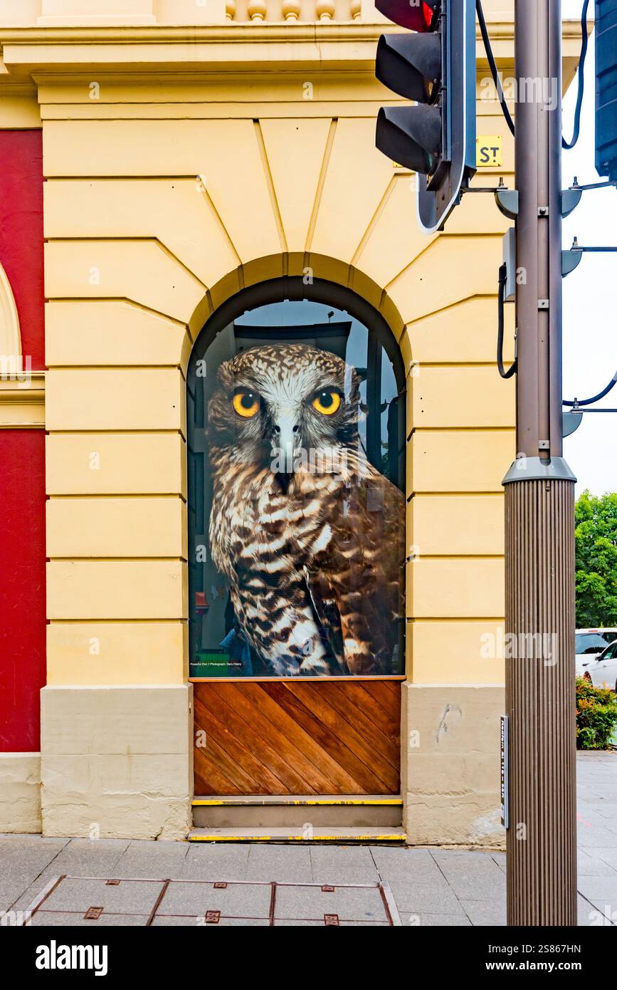 A larger than life size owl image fills the side window near the ...