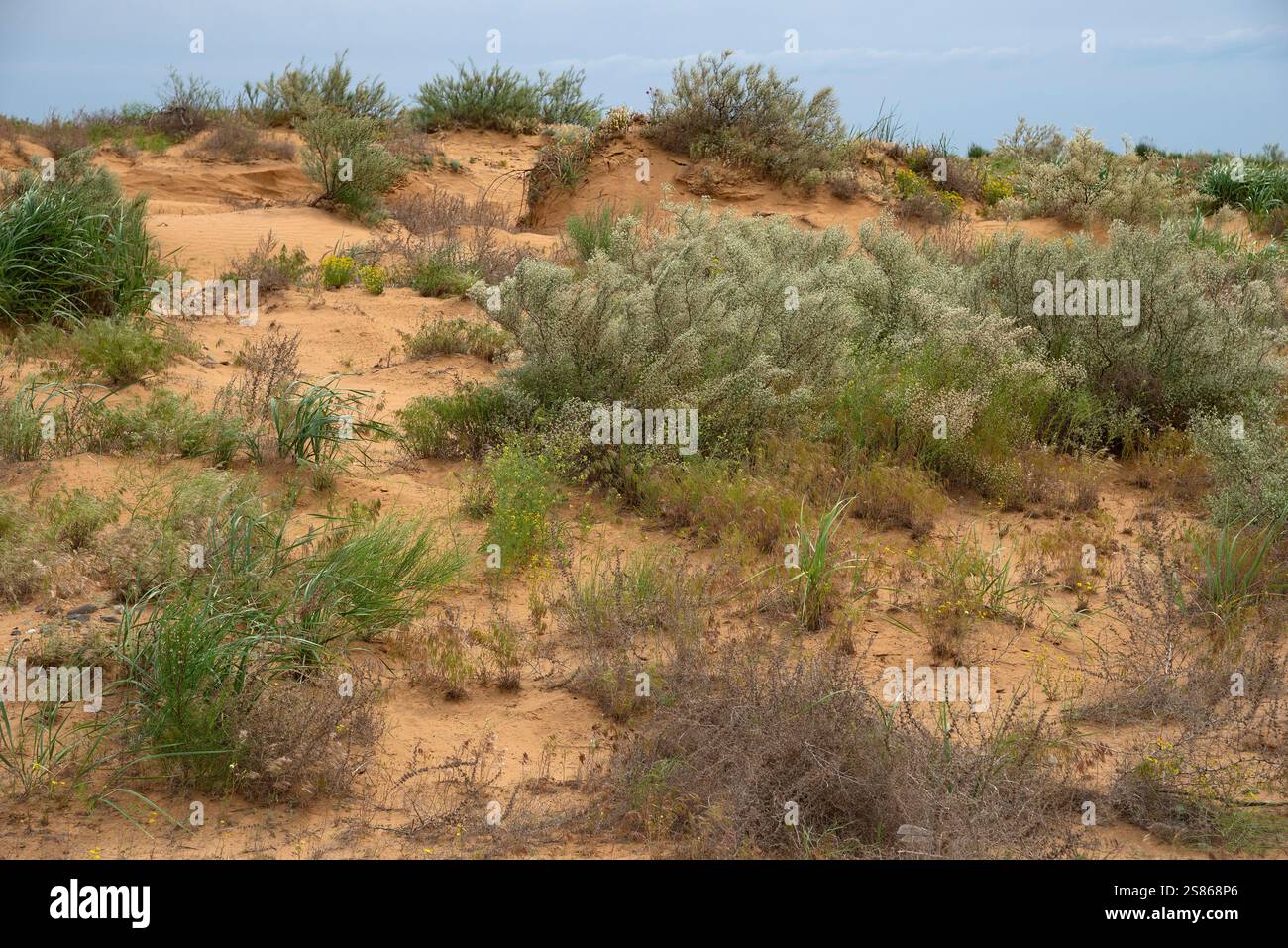 Semi desert shrub steppe hi-res stock photography and images - Alamy