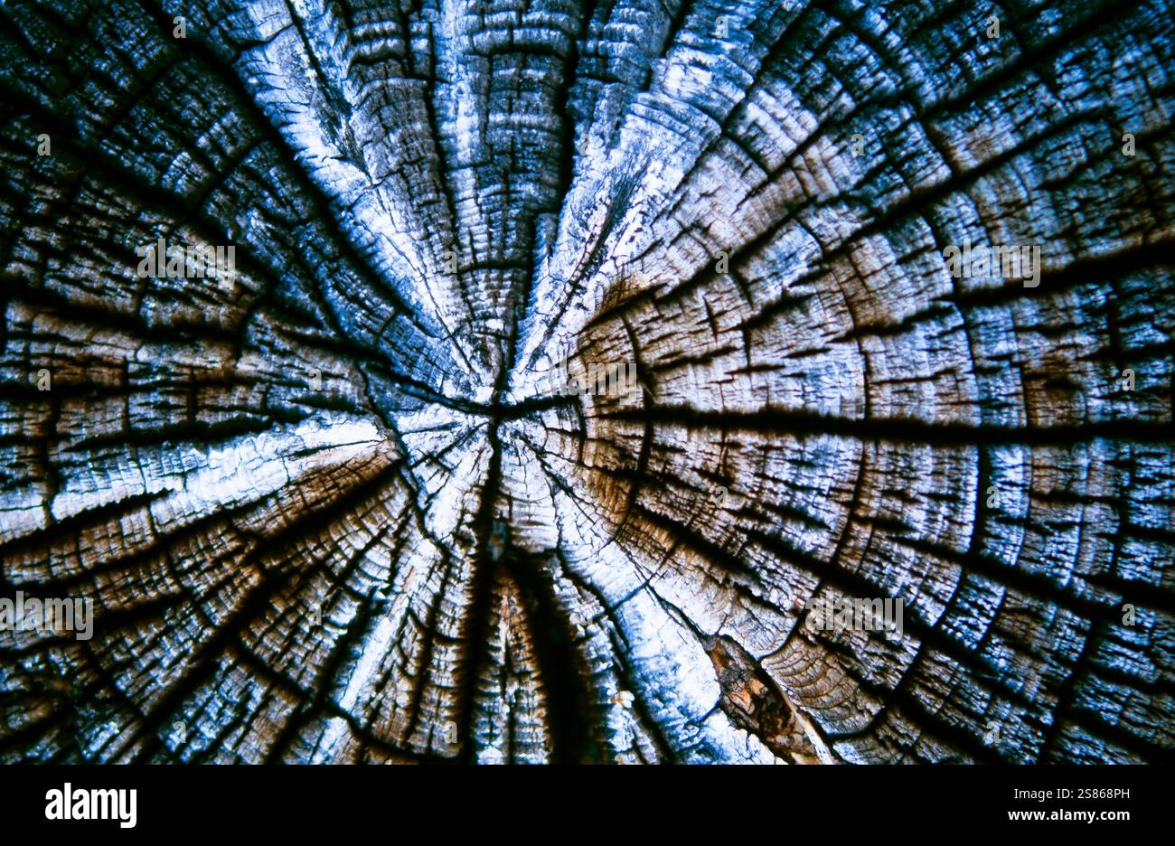 Arsringar hi-res stock photography and images - Alamy